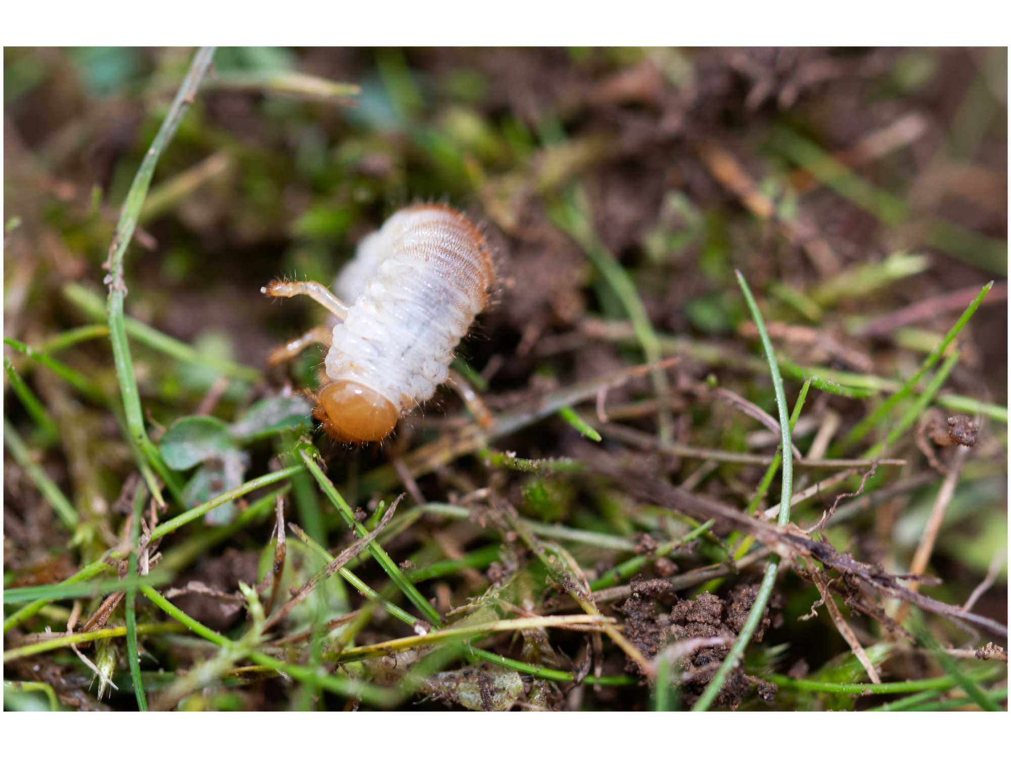 Grub Control – Growforge